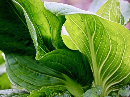 Nine Healthy Greens To Incorporate Into Your Diet - Weight Loss Groove